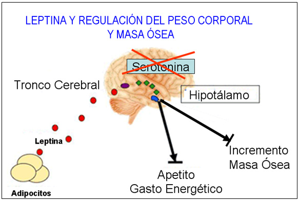Opiniones de Leptina